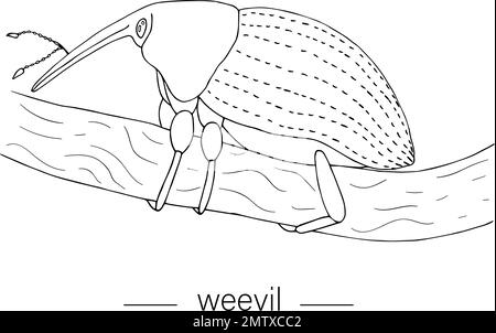 Vector hand drawn tropical weevil in a triangle. Insect themed logotype ...