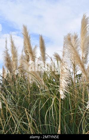 Flowering pampas grass against blue sky background Stock Photo - Alamy
