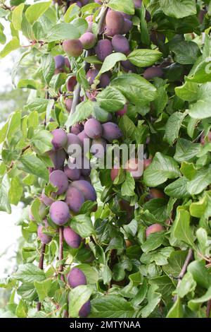 Ripe plums on tree in garden Stock Photo - Alamy