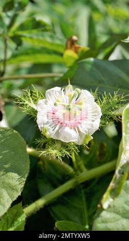 Closeup of beautiful flower of Wild maracuja, Bush passion fruit, Wild ...