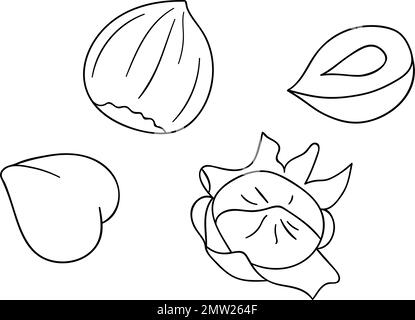 Hazel hazelnut hand drawn contour drawing linear doodling, isolated, on ...