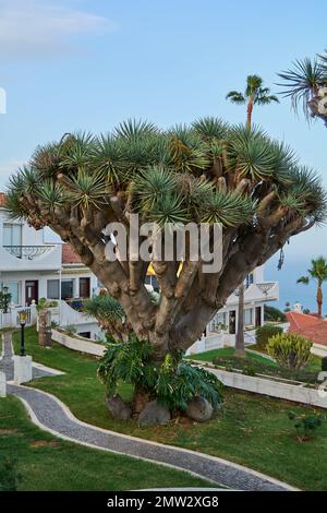 Drago tree typical natural attraction of the island of Tenerife in ...