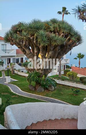 Drago tree typical natural attraction of the island of Tenerife in ...
