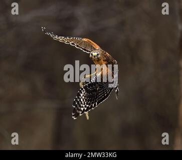 A red-shouldered hawk during flight in blurred background Stock Photo ...