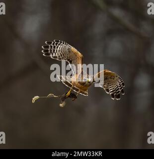 A red-shouldered hawk during flight in blurred background Stock Photo ...