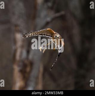 A red-shouldered hawk during flight in blurred background Stock Photo ...