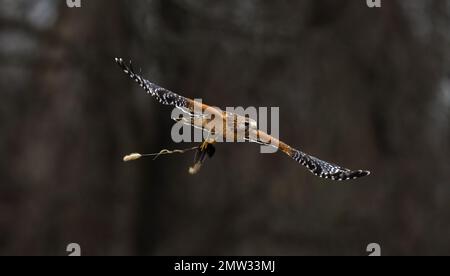 A red-shouldered hawk during flight in blurred background Stock Photo ...