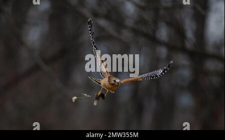 A red-shouldered hawk during flight in blurred background Stock Photo ...
