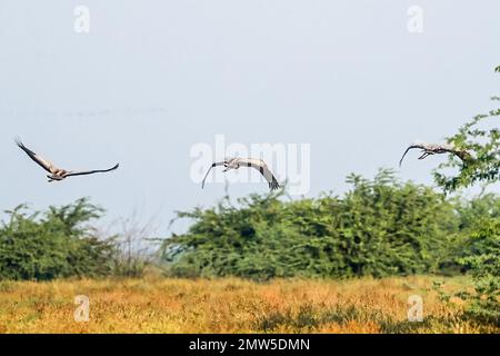 A Family of common Crane flying away on bush trees Stock Photo - Alamy