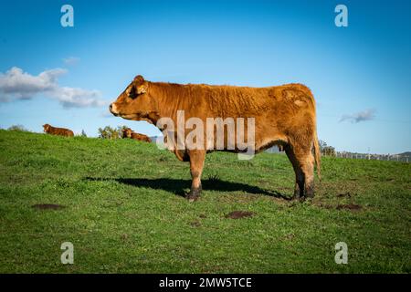 Agriculture situation with a beautiful female cow in the countryside ...