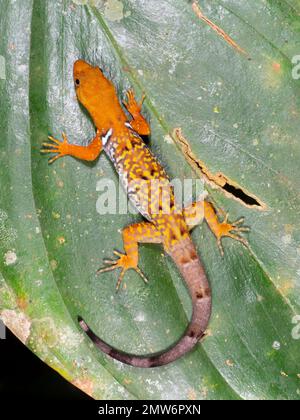 Collared forest gecko (Gonatodes concinnatus) observed in the Amazon ...