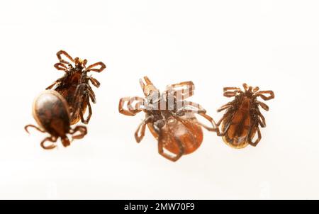 This ticks was removed from a dog in a broad-leaved Europian forest ...