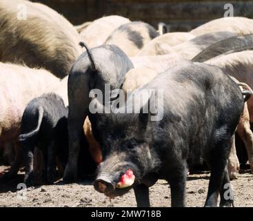 Swine husbandry. Ukrainian steppe pock-marked breed of pigs. Based on ...