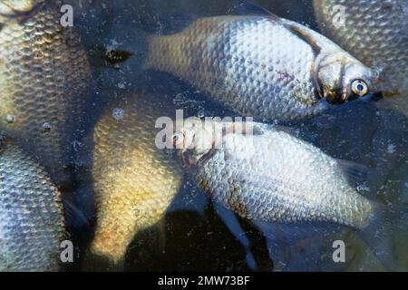 Dead fish on the pond, mass poisoning. light fish carp on dark ...