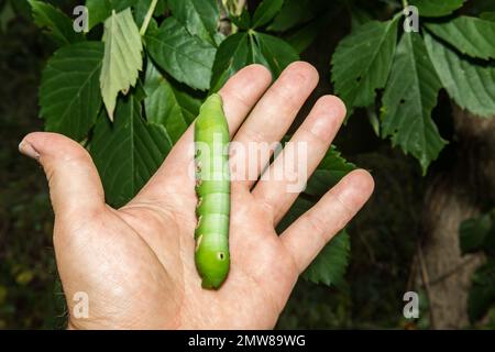 Pandora Sphinx Moth Caterpillar - Eumorpha pandorus Stock Photo - Alamy