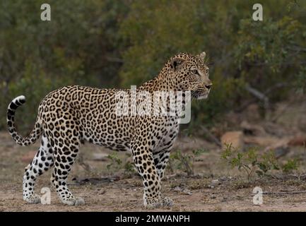 a stunningly beautiful large male leopard on the prowl in the Kruger ...