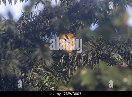 fire crest flying around Stock Photo - Alamy