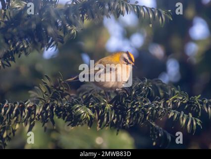 fire crest flying around Stock Photo - Alamy