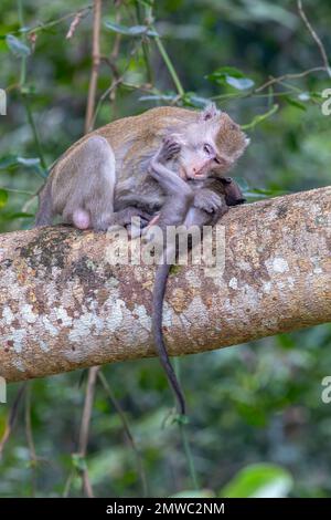 A closeup shot of Thai Primate Monkeys on the tree in Thailand Stock ...