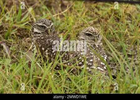 Burrowing owls, Marco Island, Florida, standing by their burrows in the ...