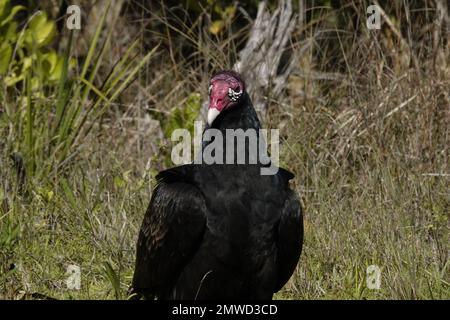 Turkey vulture closeup, Everglades ecosystem, Florida Stock Photo - Alamy