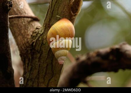 Liguus tree snail on tree, Everglades National Park, Florida Stock ...