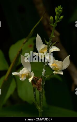 Pine pink orchid, Bletia purpure, white variety, Florida Everglades/Big ...