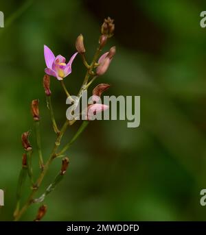 Pine pink orchid, Bletia purpure, Florida Everglades/Big Cypress flora ...