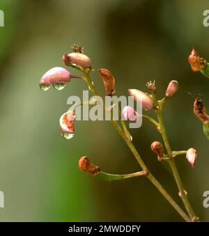 Pine pink orchid, Bletia purpure, Florida Everglades/Big Cypress flora ...