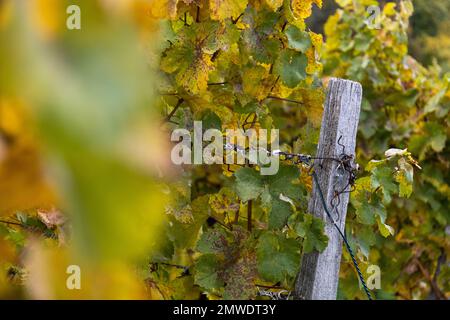 A closeup shot of a tree in a vineyard Stock Photo - Alamy