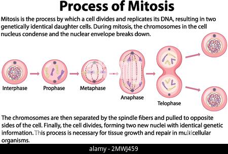 Process of mitosis phases with explanations illustration Stock Vector ...