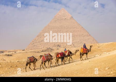 Egyptian men on camels at the Pyramid of Khafre, Cairo, Egypt Stock ...