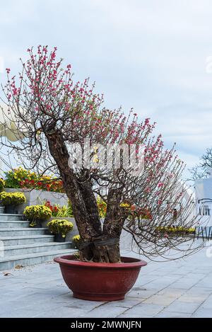 Fresh pink flowers of sakura growing in the garden, natural spring ...