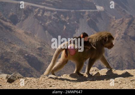 The monkey in mountains of Saudi Arabia Stock Photo - Alamy