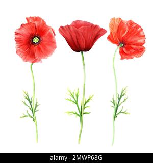 Red poppy floral botanical flowers. Wild spring leaf wildflower ...
