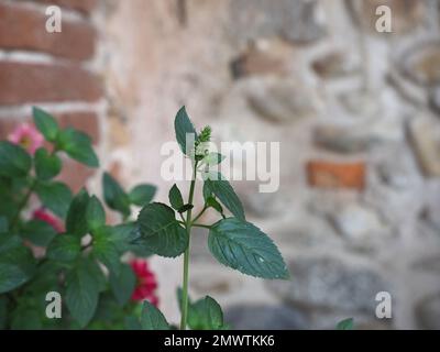 green peppermint plant scientific name Mentha piperita Stock Photo - Alamy