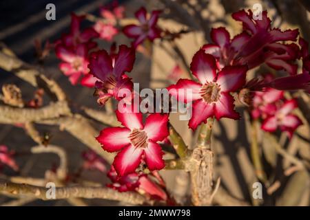 Namibia Desert Rose Stock Photo - Alamy