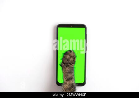 Cat paw touching, clicking, tapping and swiping phone with chromakey ...