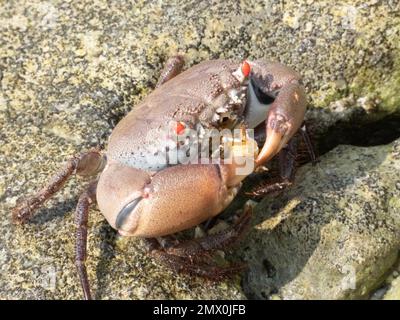 Red-eyed crab (Eriphia ferox) adult, in shallow water of rock pool ...