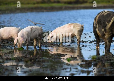 A large sow pig with her piglets drinking in the mud and water in the ...