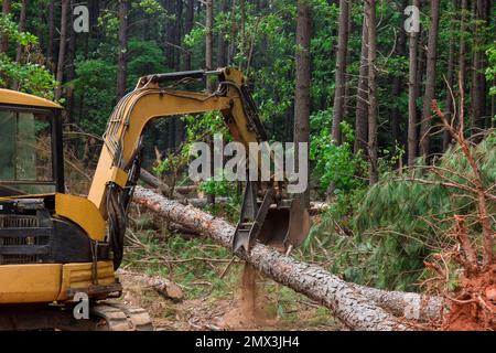 Tractor manipulator is used in deforestation process pull down trees ...