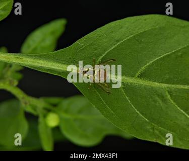 Bactrocera dorsalis, previously known as Dacus dorsalis and commonly ...