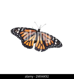 Beautiful fragile monarch butterfly isolated on white Stock Photo - Alamy