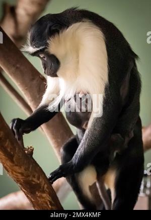A newborn Roloway monkey with its mother Kayla at the Yorkshire ...