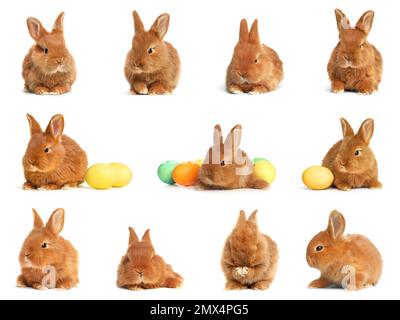 Collage with adorable fluffy Easter bunnies on white background. Banner ...