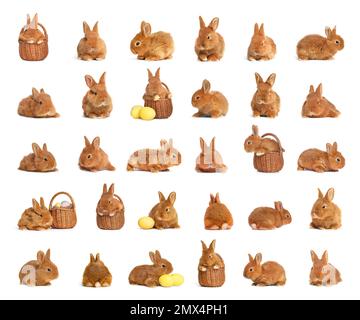 Collage with adorable fluffy Easter bunnies on white background. Banner ...