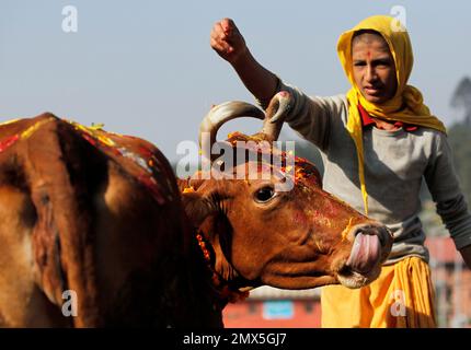 A young Hindu priest performs worship rituals on a cow during Tihar ...