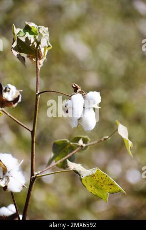 CULTIVATION OF COTTON Stock Photo - Alamy