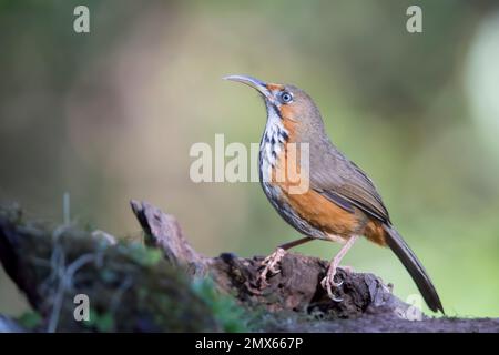 Black-streaked Scimitar-Babbler (Pomatorhinus gravivox), side view ...