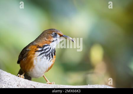 Black-streaked Scimitar-Babbler (Pomatorhinus gravivox), side view ...